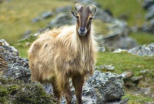 Wildlife in Himachal Pradesh - Wildlife Sanctuaries and National Parks